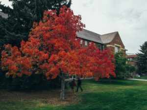 Annual MSU tree planting event - Oct. 21 - The BoZone