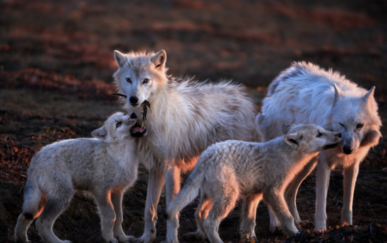 Yellowstone High Arctic Wolves Ellen Bozeman – Dec 9, 2019