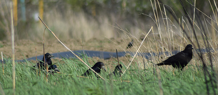Discover the history of animal spies with virtual presentation - The BoZone