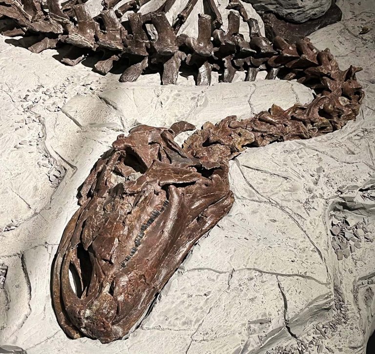 Dinos on topic for next MOR science talk - The BoZone