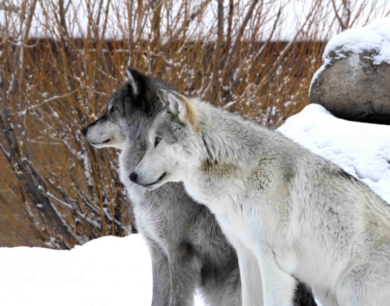 Next Science talk explores regional coyotes, gray wolves - The BoZone