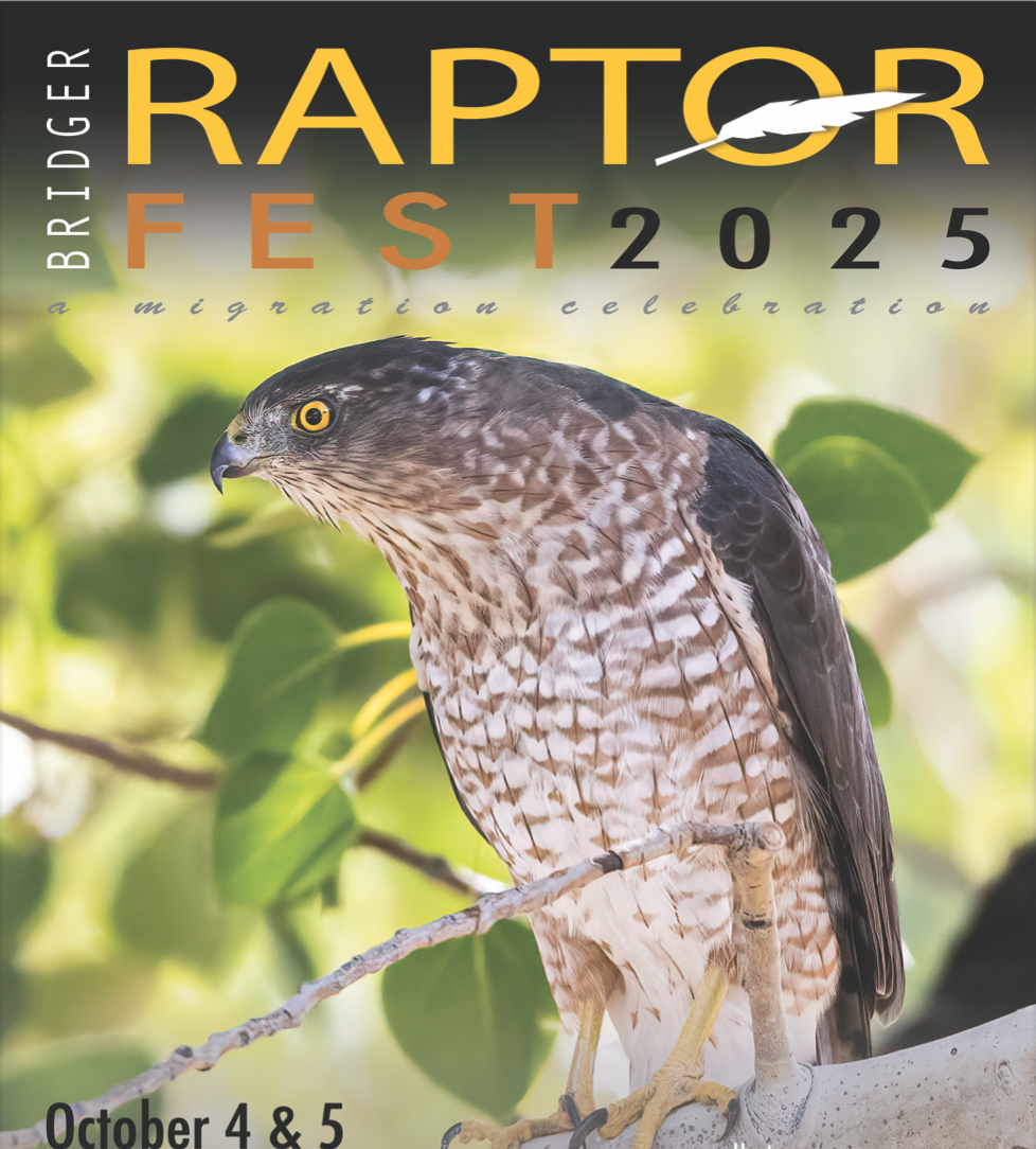 Annual event centers on Golden Eagle migration - The BoZone